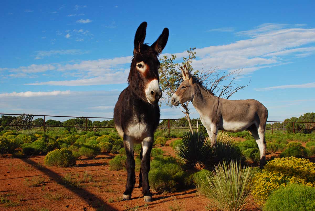 The 7MSN Ranch: Alan's amazing ear trick
