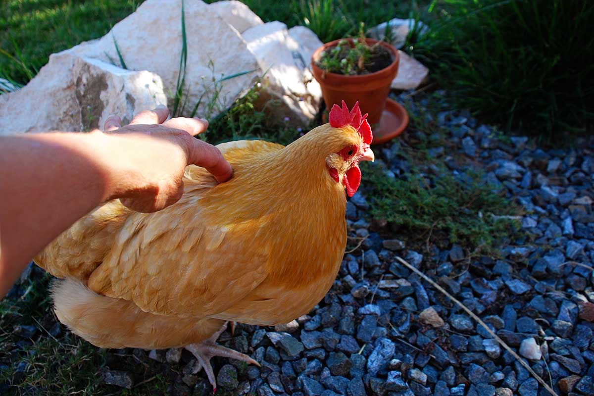 The 7MSN Ranch: Chicken scratches