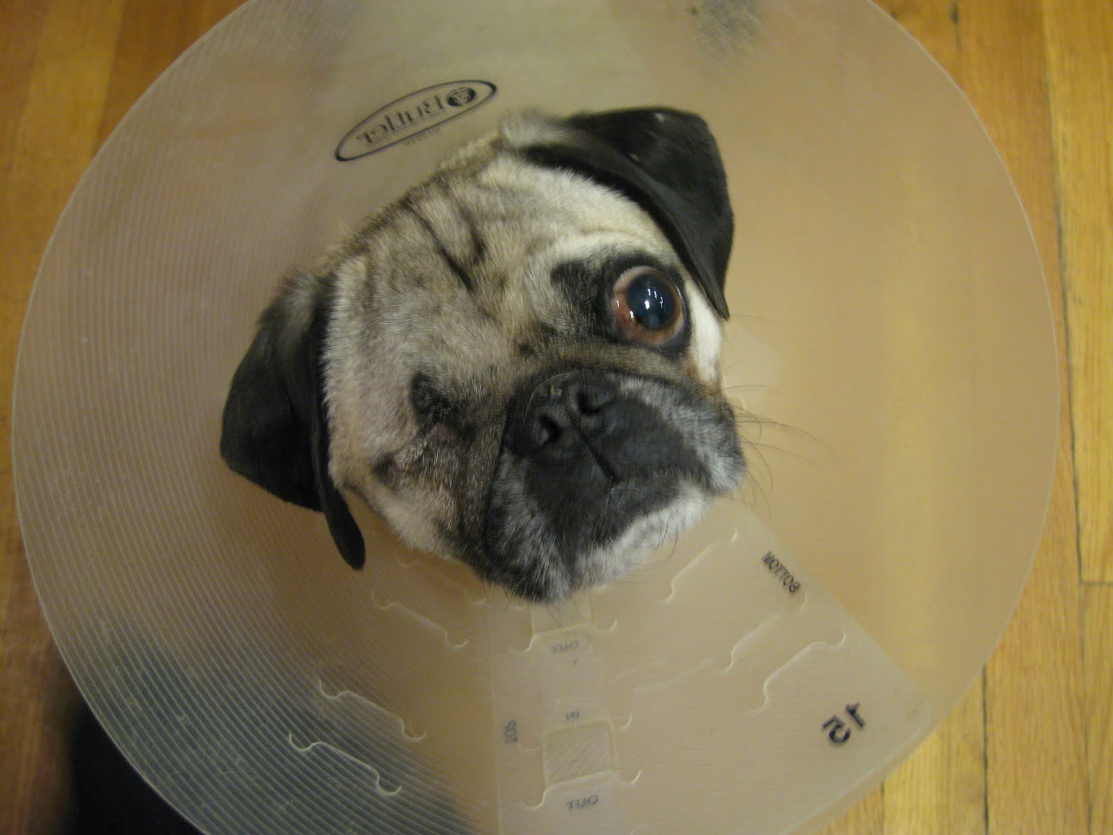 Eye Injury: Pug Eye Injury