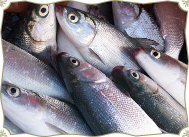 Budidaya Ikan Bandeng - InfoAkuakultur.com