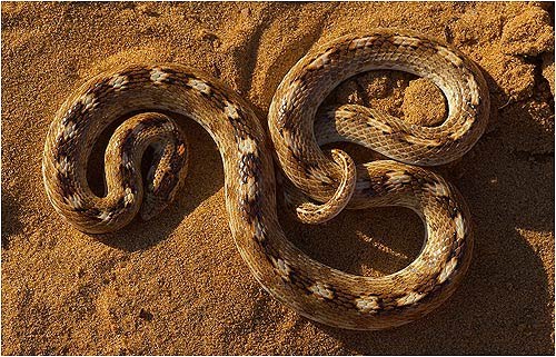 rajasthan-wildlife-khatichida,rajasthan-wildlife-saibarian-crain ...