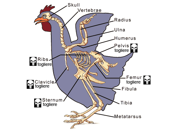 Cotto e non assimilato: A CENA CON Mr. CHICKEN - secondo