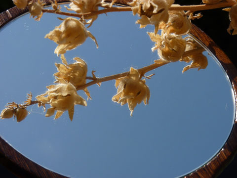 Photography S Art: Flowers in the Mirror