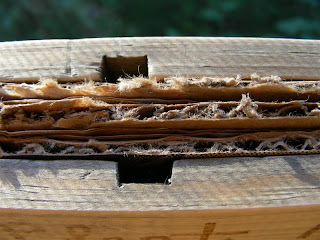 the common milkweed: Easy Homemade Gift - Plant Press Tutorial