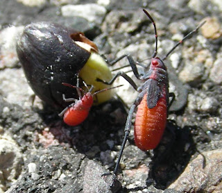 the common milkweed: Red-shouldered Bug (Jadera haematoloma)