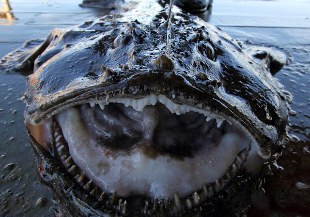 Stefan Källan Källström Fiskrapporter blogg