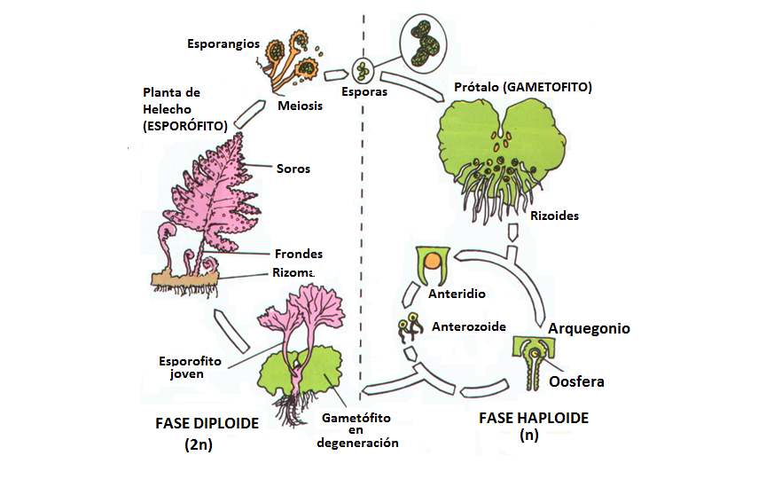 CIENCIAS NATURALES: REPRODUCCIÓN Y DESARROLLO DE LOS HELECHOS