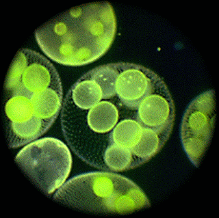 Life is Amazing: THE LIVING CELL