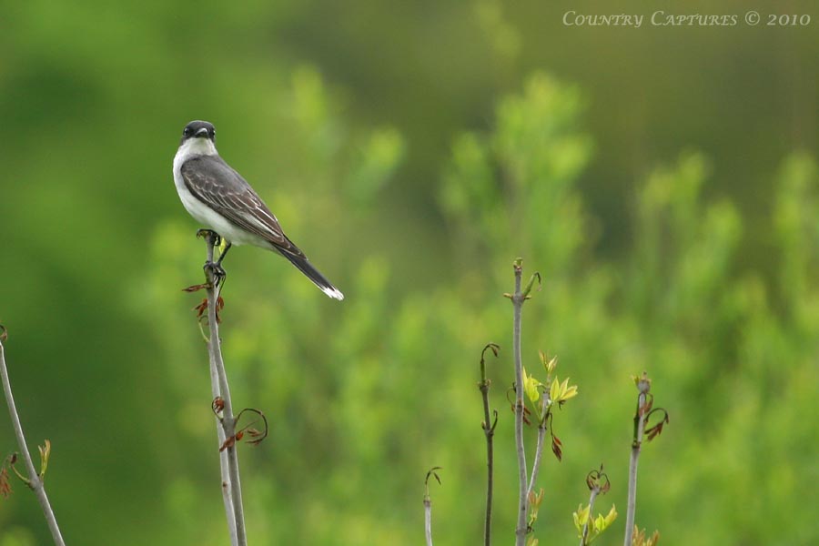 Country Captures: Camera Critters: Wetland Critters