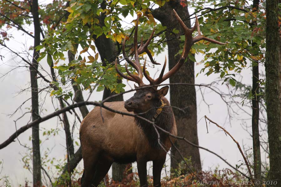 Country Captures: Fred: Pennsylvania's Most Famous Elk