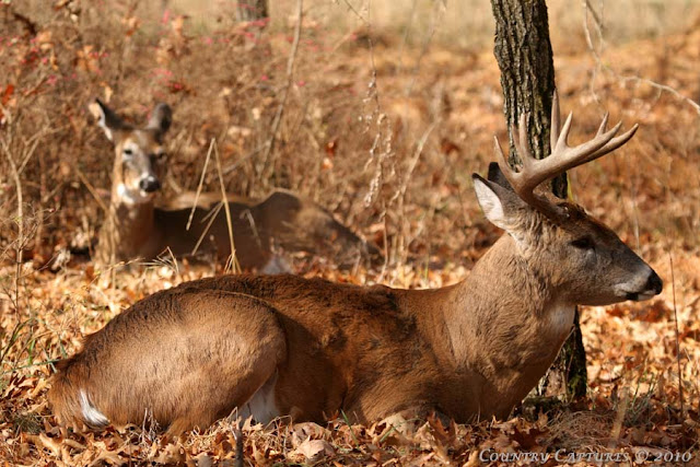 Country Captures: SNP: Third & Final Buck Encounter