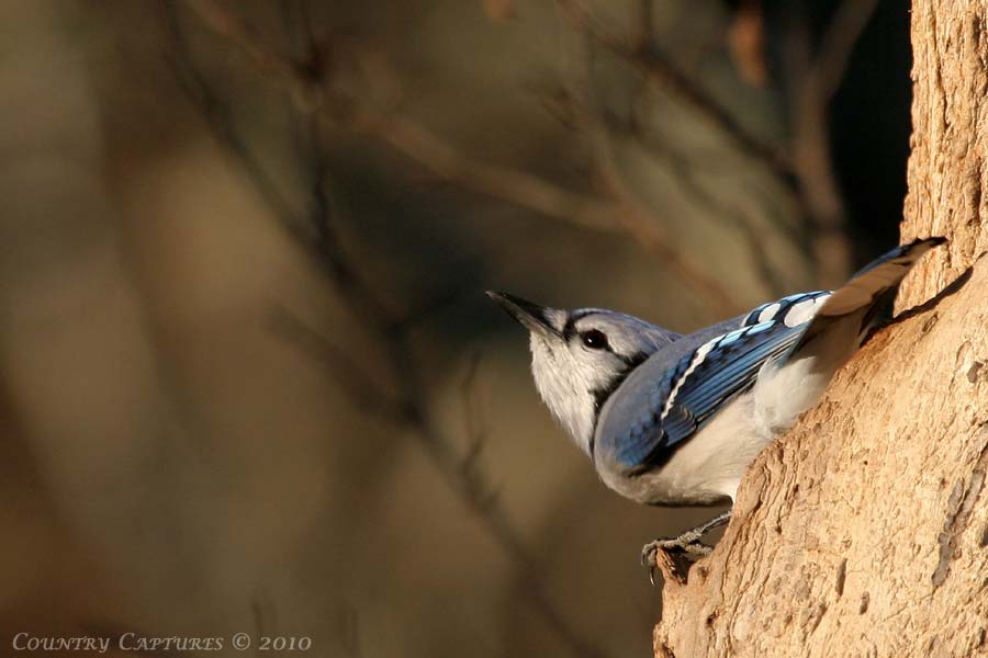 Country Captures: Blue Jays