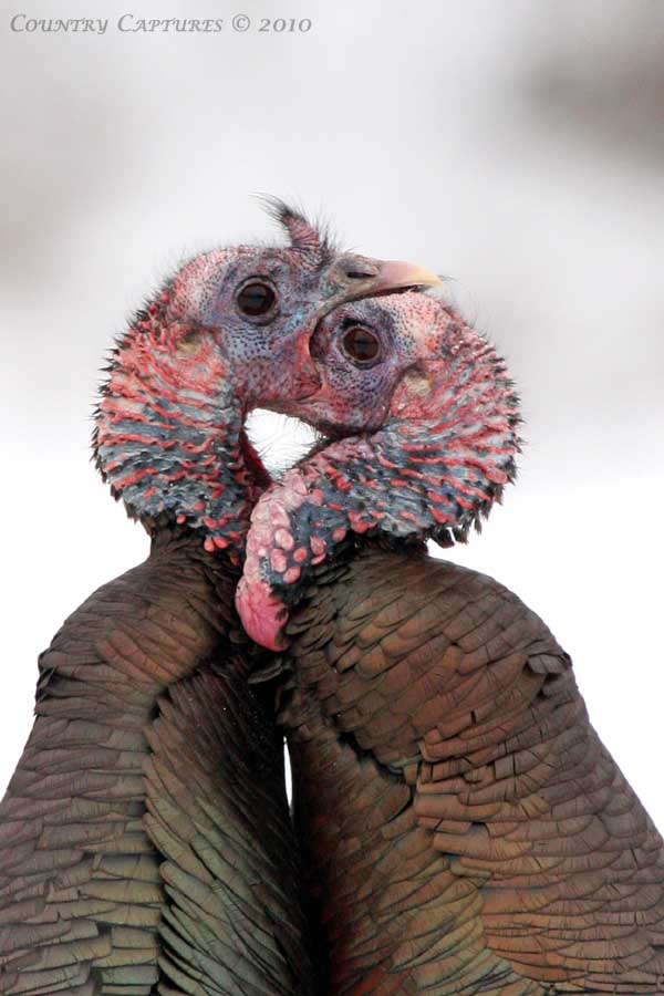 Country Captures: 2010 A Year in Pictures