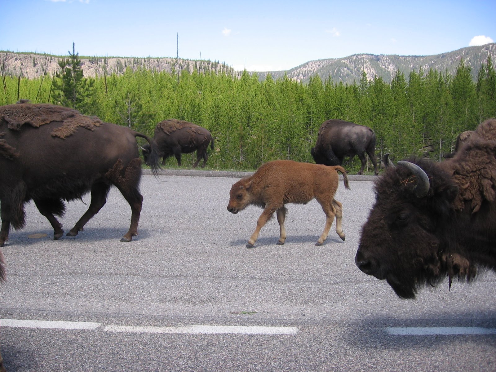 Kylas Adventures Day 2 In Yellowstone Buffalo Stampede