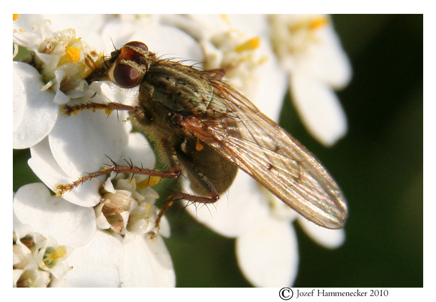 Foto's uit de natuur