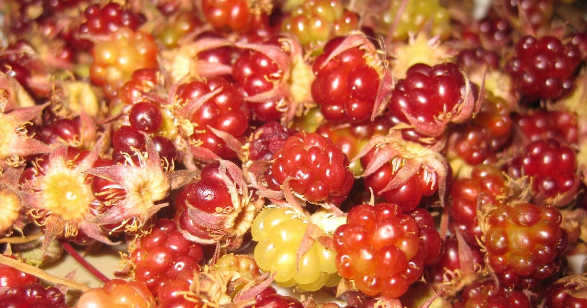 CAJSAS RUM: Åkerbär - Rubus Arcticus