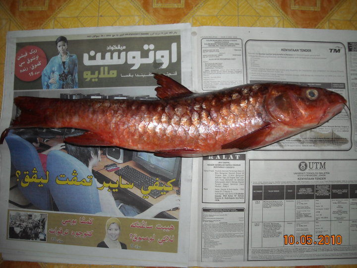Malaysian Mahseer or Kelah: Ikan Kelah Merah Bara AAA