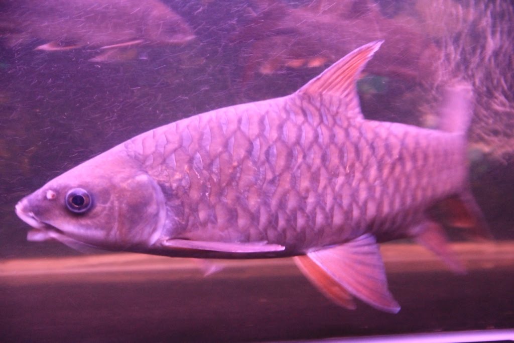 Malaysian Mahseer or Kelah: kelah merah kelantan yg bersaiz 2kaki ...