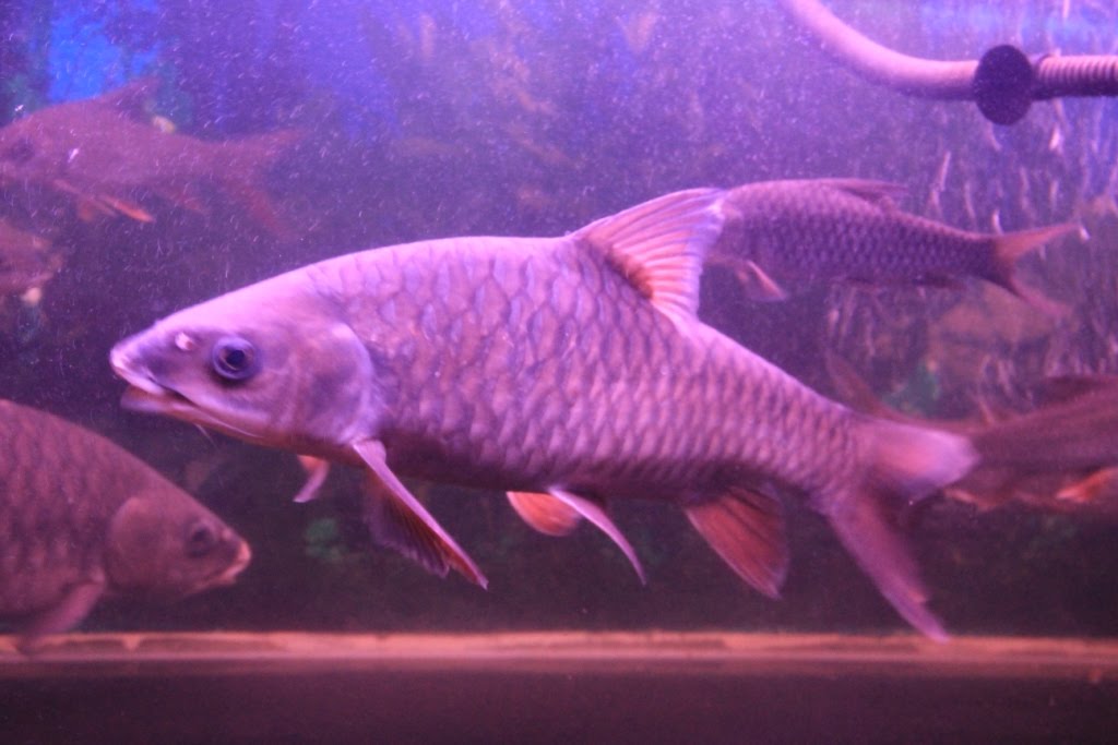 Malaysian Mahseer or Kelah: kelah merah kelantan yg bersaiz 2kaki ...