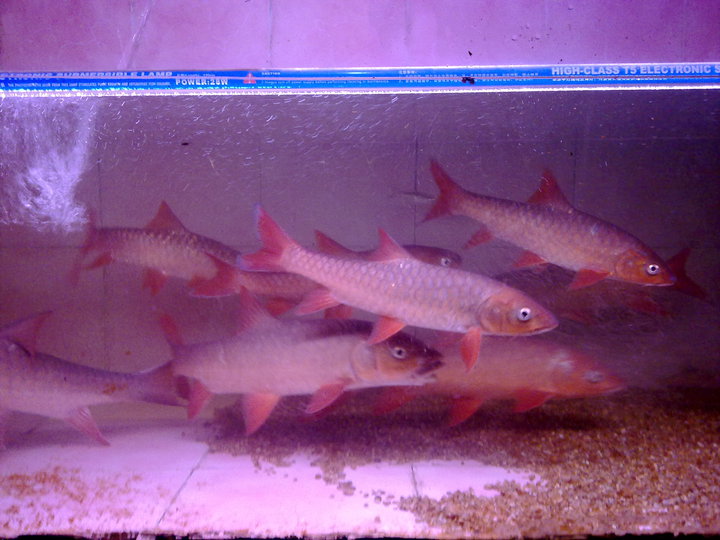 Malaysian Mahseer or Kelah: kelah bara Tembat Terengganu saiz 16 inci ...