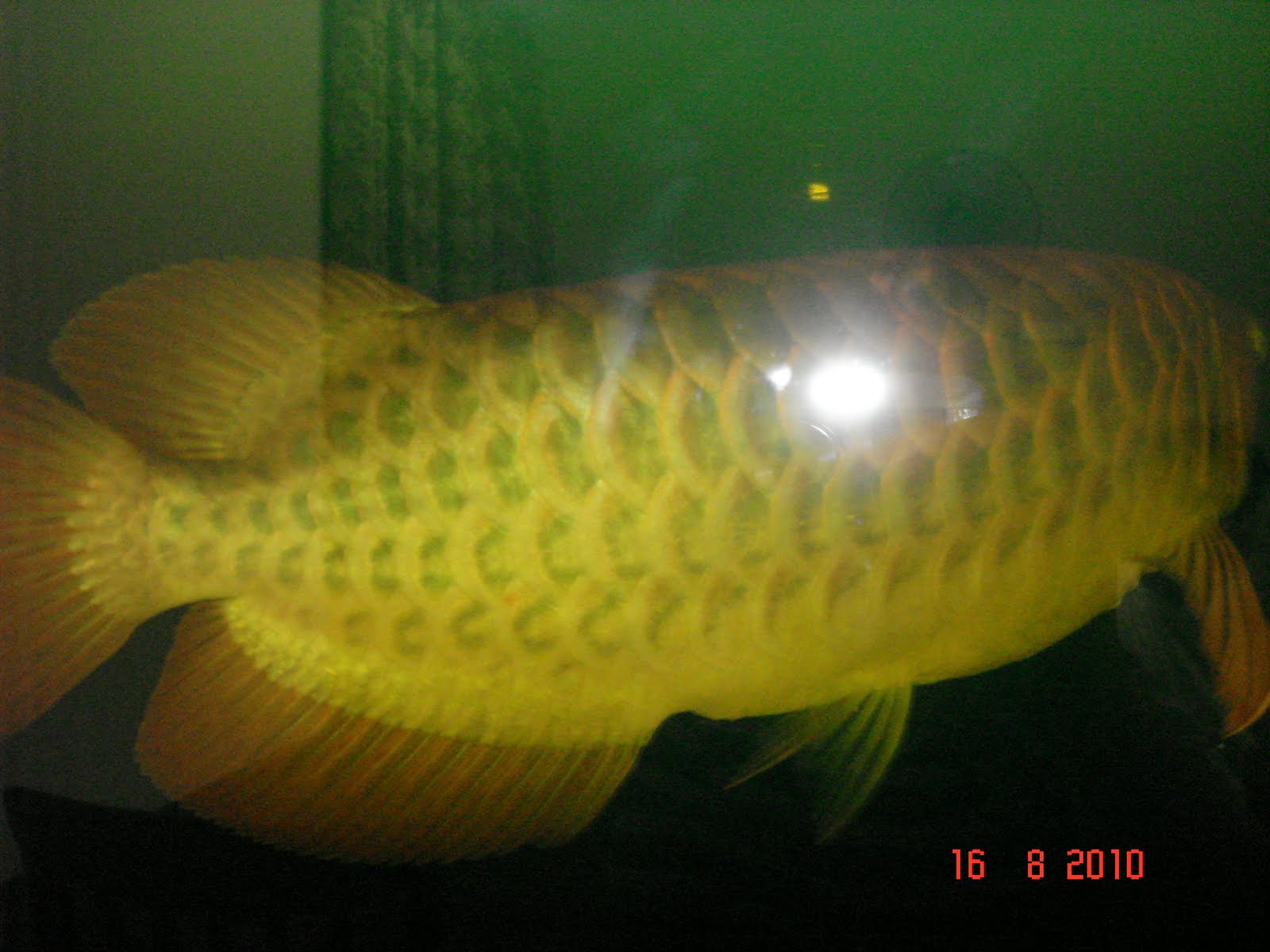 Malaysian Mahseer or Kelah