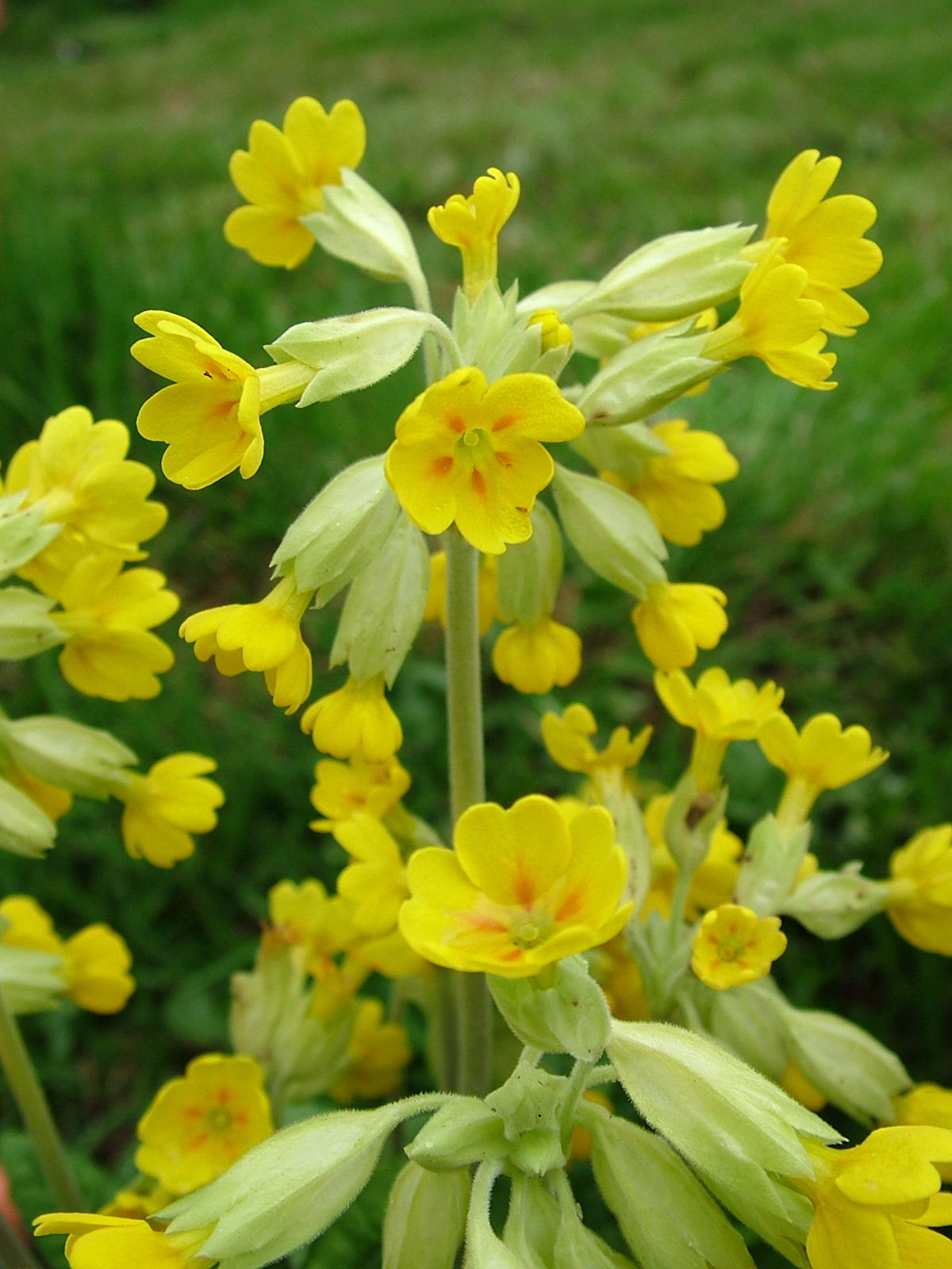 The Blog of dlsesh1: Cowslip counters search for lost blooms