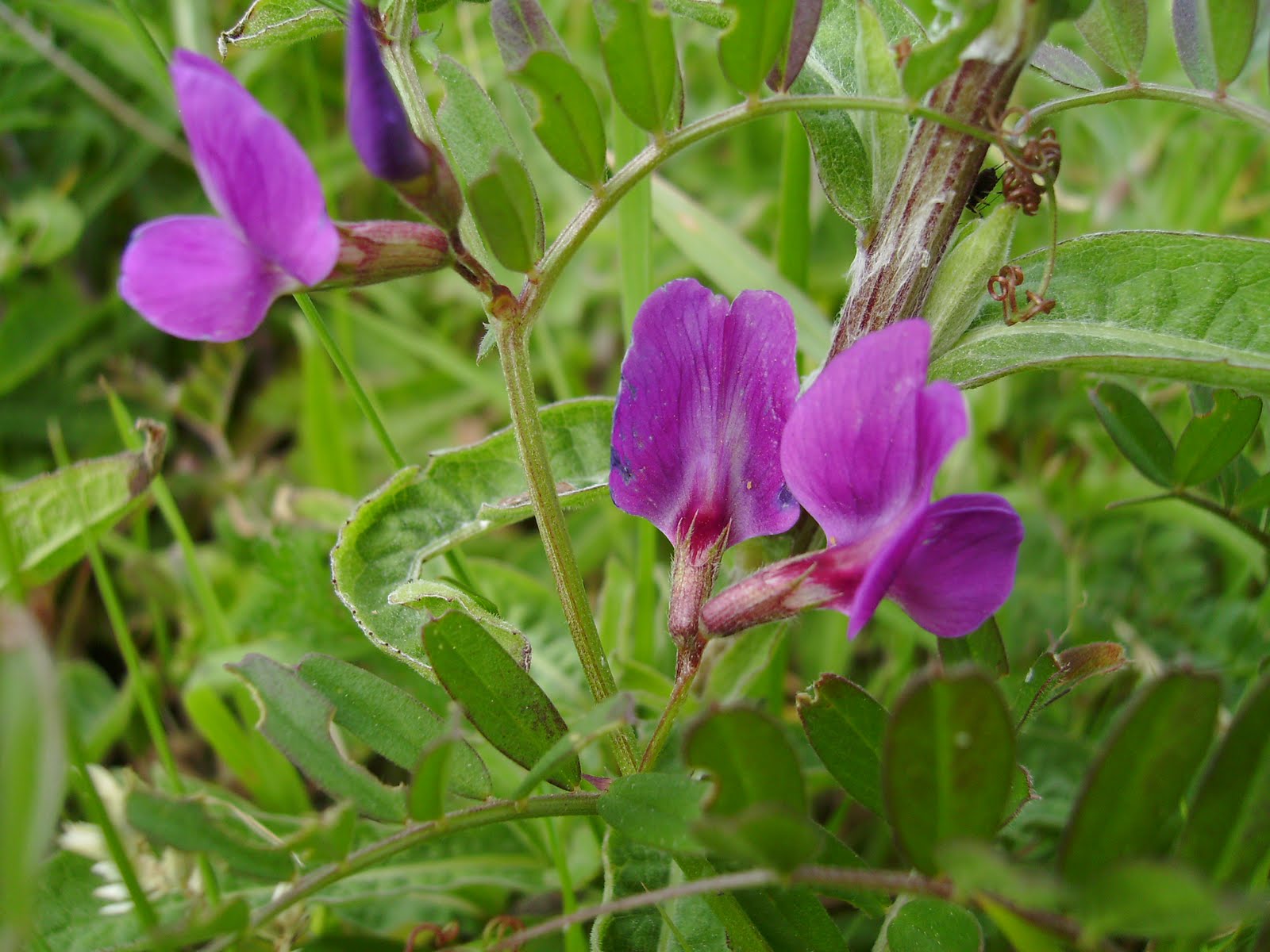 amateur naturalist: Vicia sativa