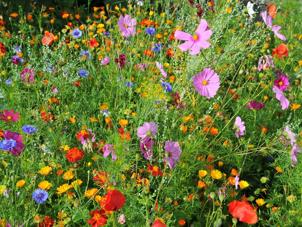 Blumen Im Garten So 20 Arten at Ella Byatt blog