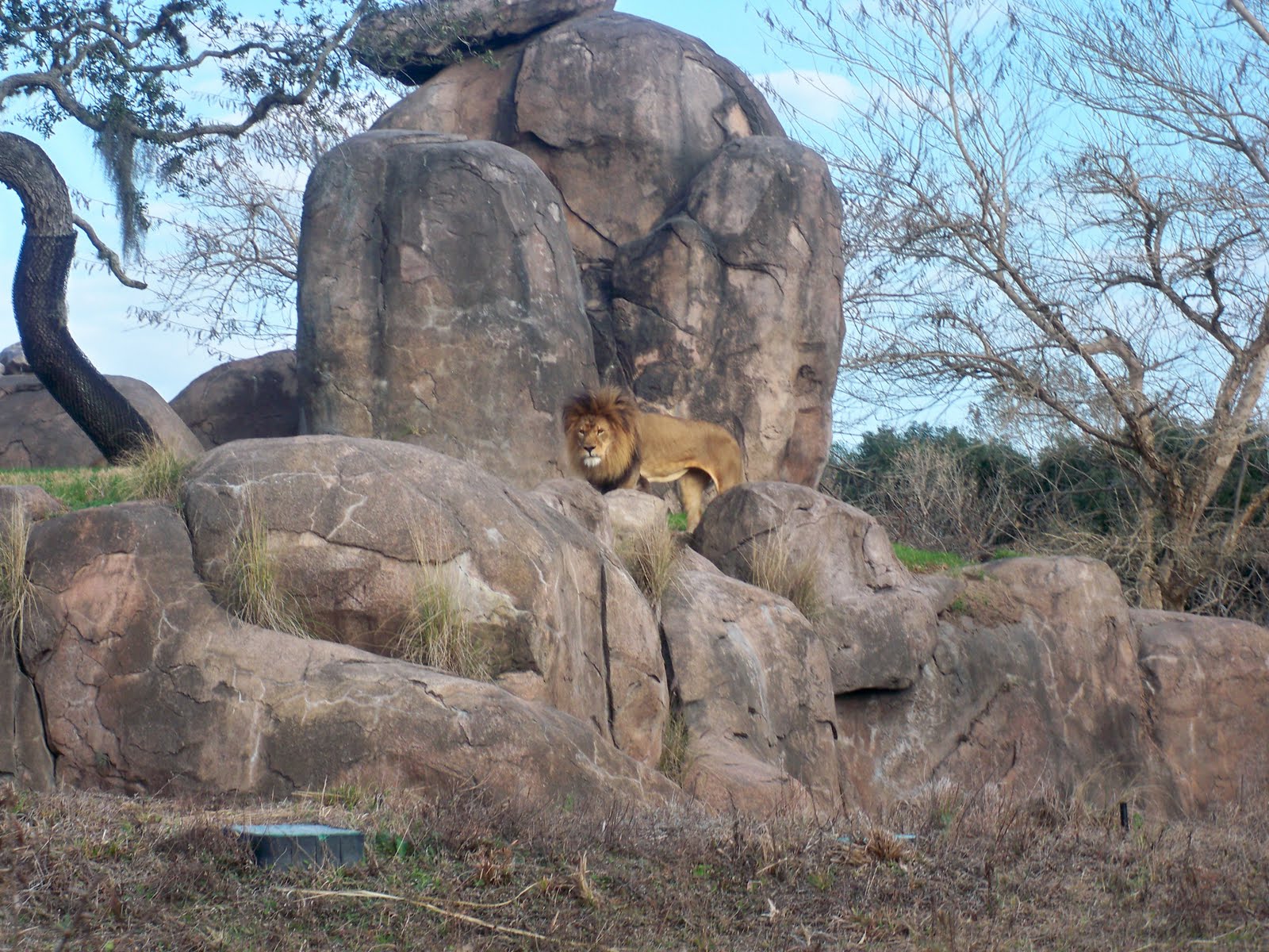 Around The Mouse: Top Ten Can't Miss In The Mouse: Animal Kingdom