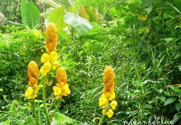 Live in the Moment: Ringworm Bush, Akapulko/Today's Flowers #32