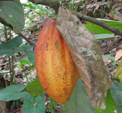 CAMEROUN (Argentina et Rémy): LE CRATERE DE DEBUNDSCHA