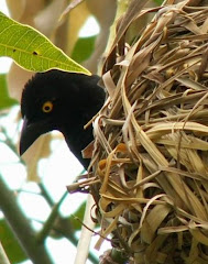 CAMEROUN (Argentina et Rémy): LE CRATERE DE DEBUNDSCHA