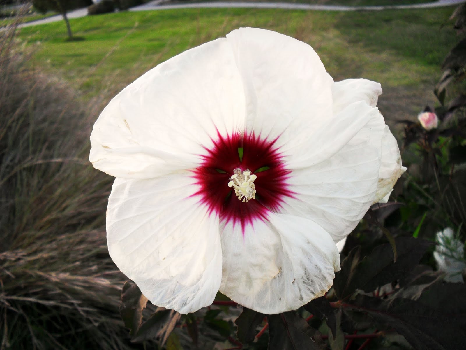 A picture here and a picture there: August Flower/Bible verse of the month