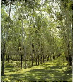Cash Crops Rubber