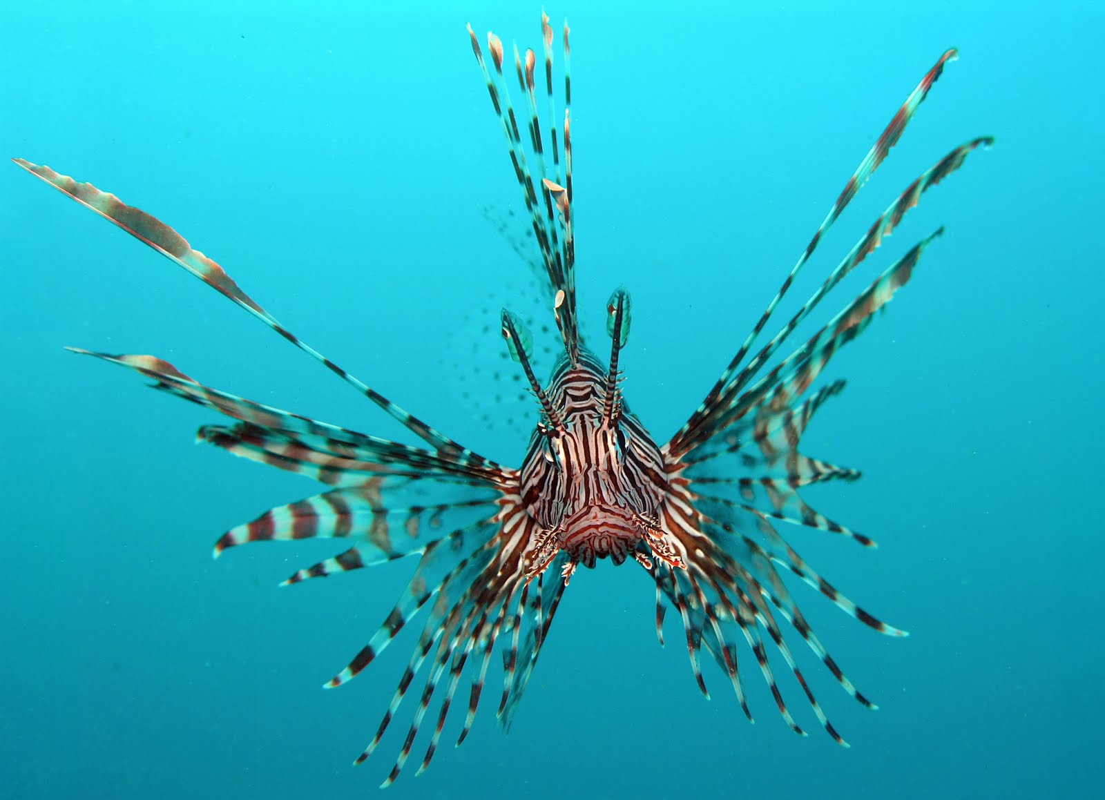 Pterois Volitans (Peixe-Leão Vermelho) - Biologia N'água