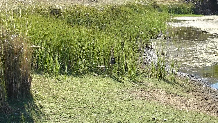 Remote Camera Trap - South Africa: Other Visitors At The Pond
