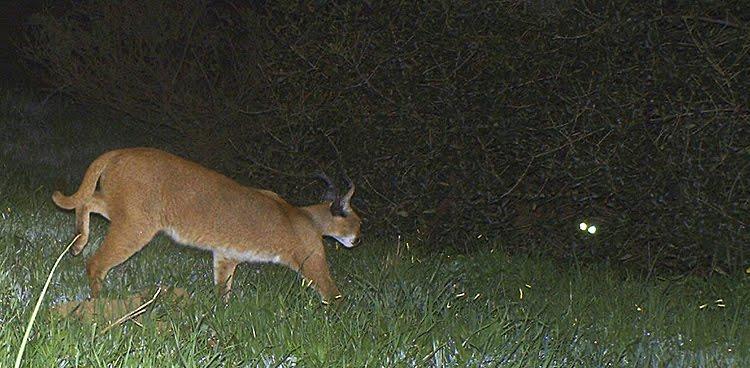 Remote Camera Trap - South Africa: Nightly Encounters