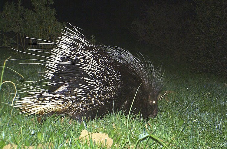 Remote Camera Trap - South Africa: Nightly Encounters