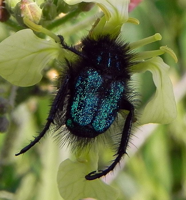 Remote Camera Trap - South Africa: Letting The Monkey Out Of The Sleeve