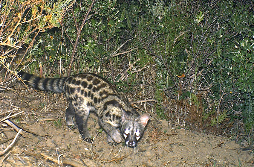 Remote Camera Trap - South Africa: Return Of The Genet