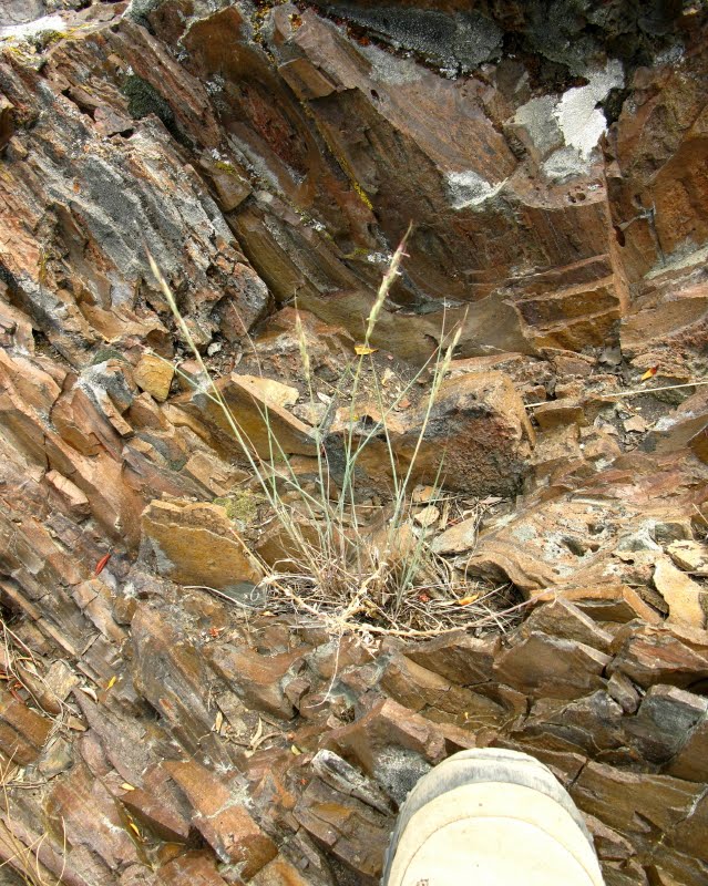 Looking For Detachment: Oregon Trip Day 2: A Hike near Jarbidge across ...