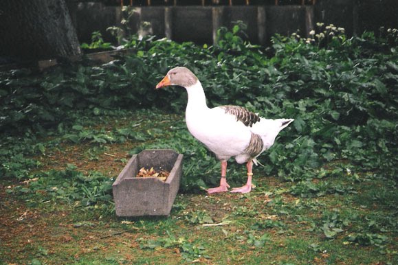 Thyra: The Quill / The Goose Pen