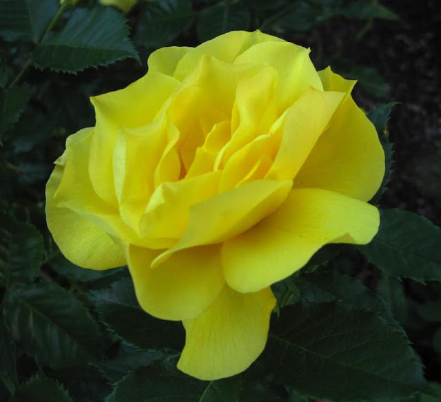 Donald's Organic Texas Garden: April 2010