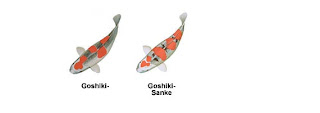 koifish-carp.blogspot.com: Koi Varieties
