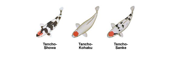 koifish-carp.blogspot.com: Koi Varieties