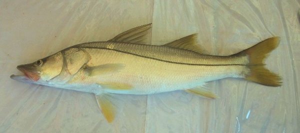 Pesca De Orilla (Surf Fishing): PECES DE PR