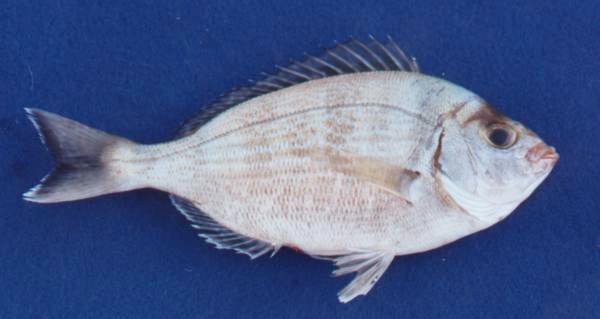 Pesca De Orilla (Surf Fishing): PECES DE PR