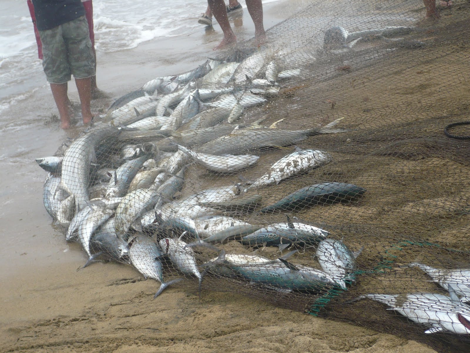 Pesca De Orilla (Surf Fishing): Chinchorreando en el Dia de los Padres