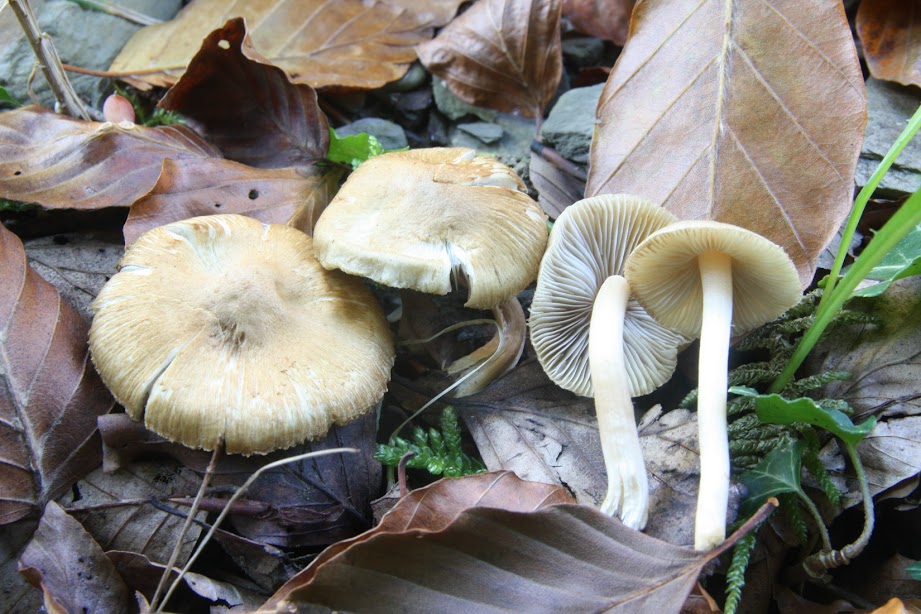 Guía de Setas y Hongos de Navarra.: Inocybe phaeoleuca Khüner