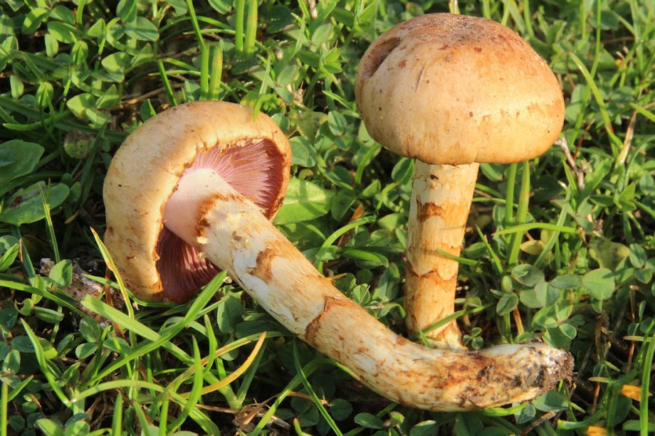 Guía de Setas y Hongos de Navarra.: Cortinarius variiformis Malençon